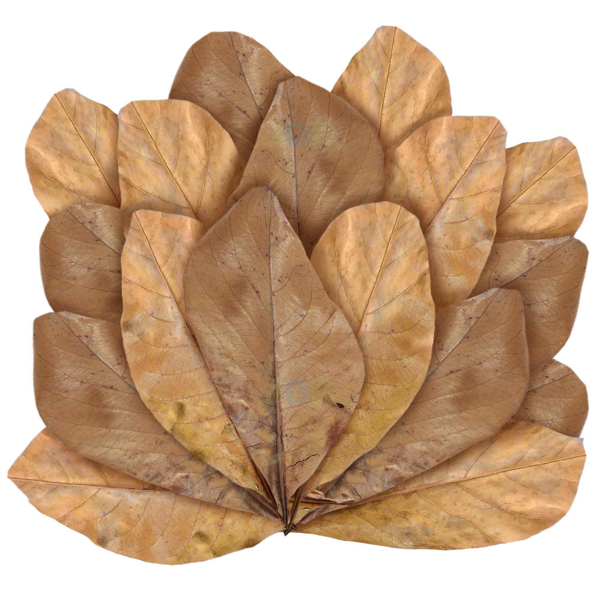 Buy JOR 24 Pack Large Catappa Indian Almond Leaves for Bettas, 5-7 ...
