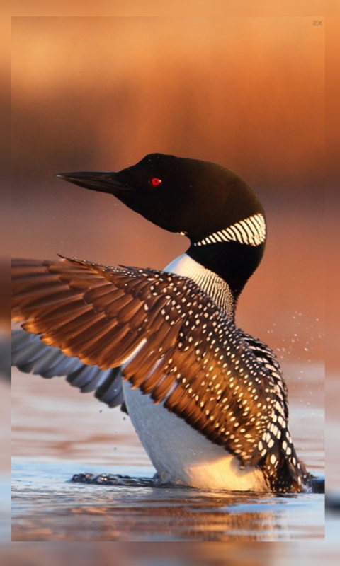 4K Duck Wallpaper HD - App on Amazon Appstore