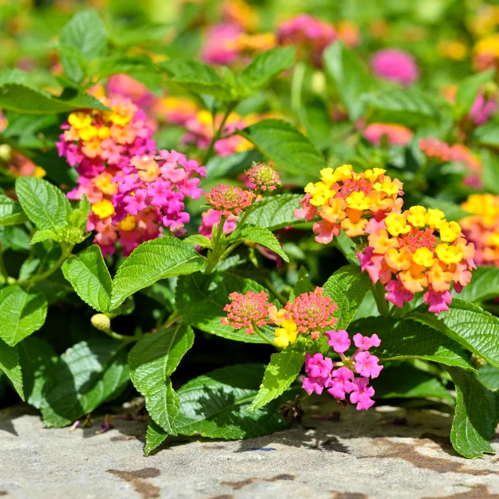 Confetti Lantana Texas Native Plants