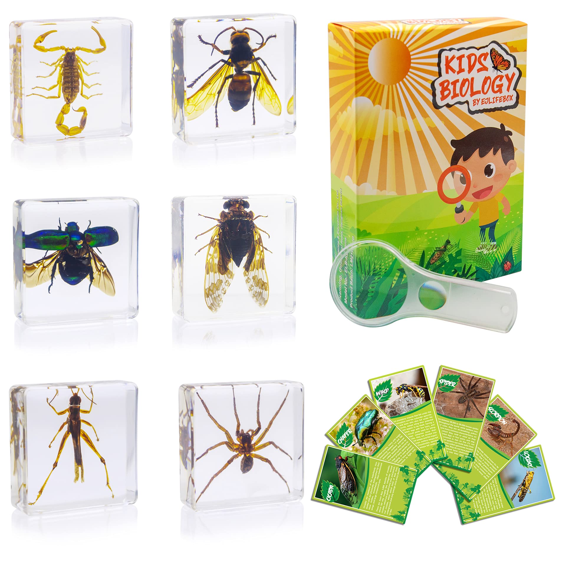Amazon.com: 6 PCS Insect Specimen Set, Cicada, Wasp, Spider, Scorpion ...