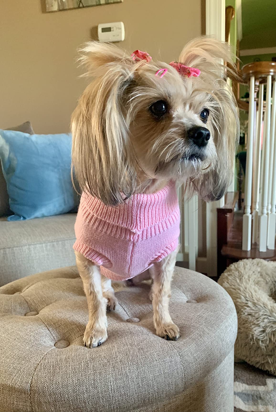 $3/mo - Finance Stinky G Turtleneck Dog Sweater | Buy Now, Pay Later