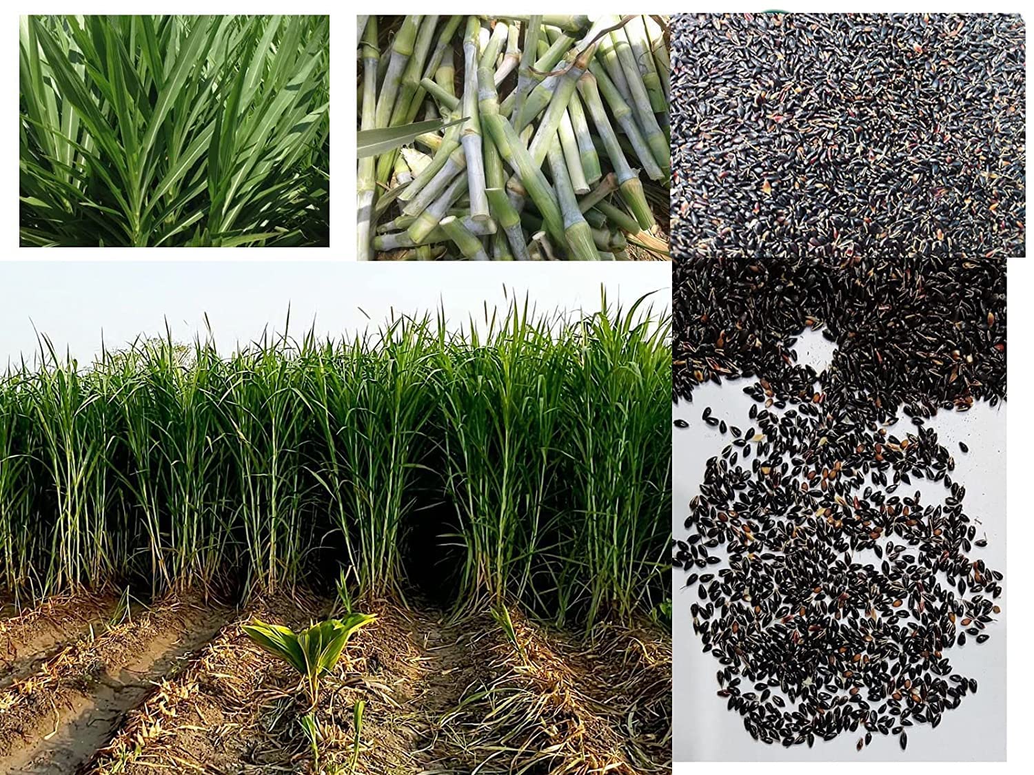 Ravel Super Napier Grass,Hybrid Grass,Australian Red Napier Grass ...