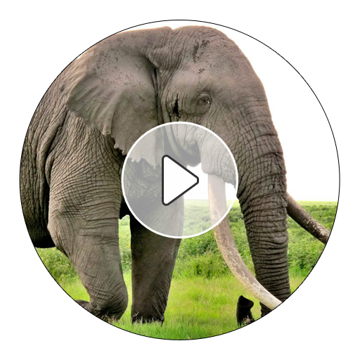 Elephant Sounds - App on Amazon Appstore
