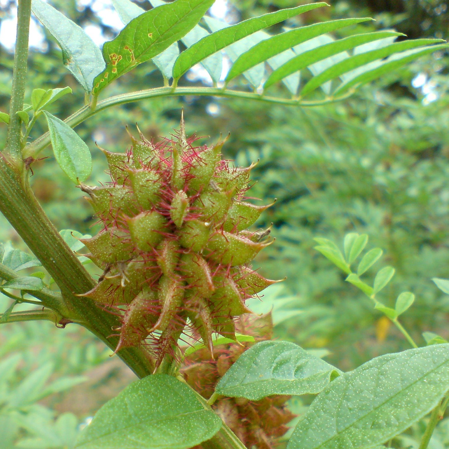 Wild Licorice Plant