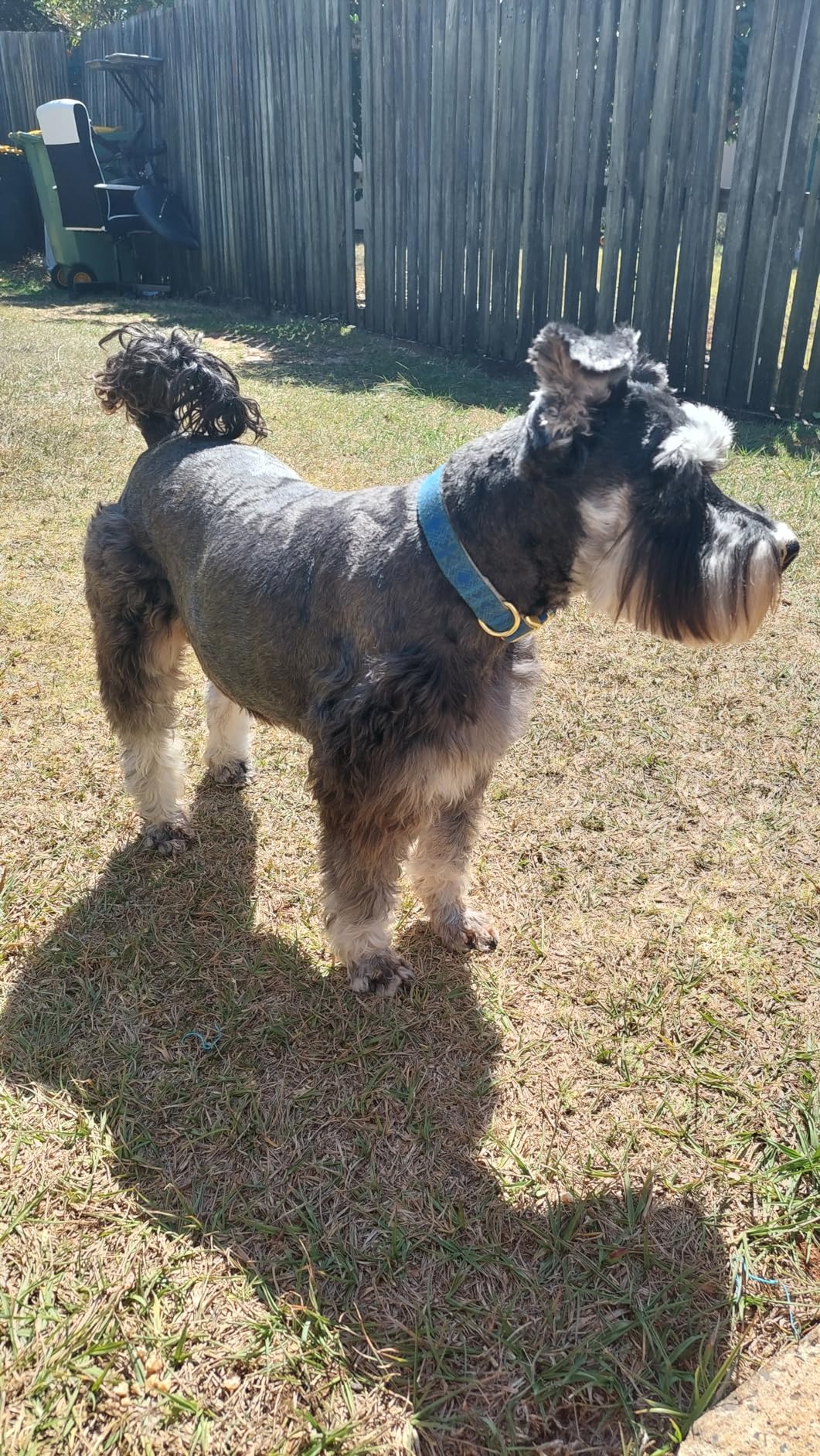 ALOVEEN OATMEAL SHAMPOO 250ML : Amazon.com.au: Pet Supplies