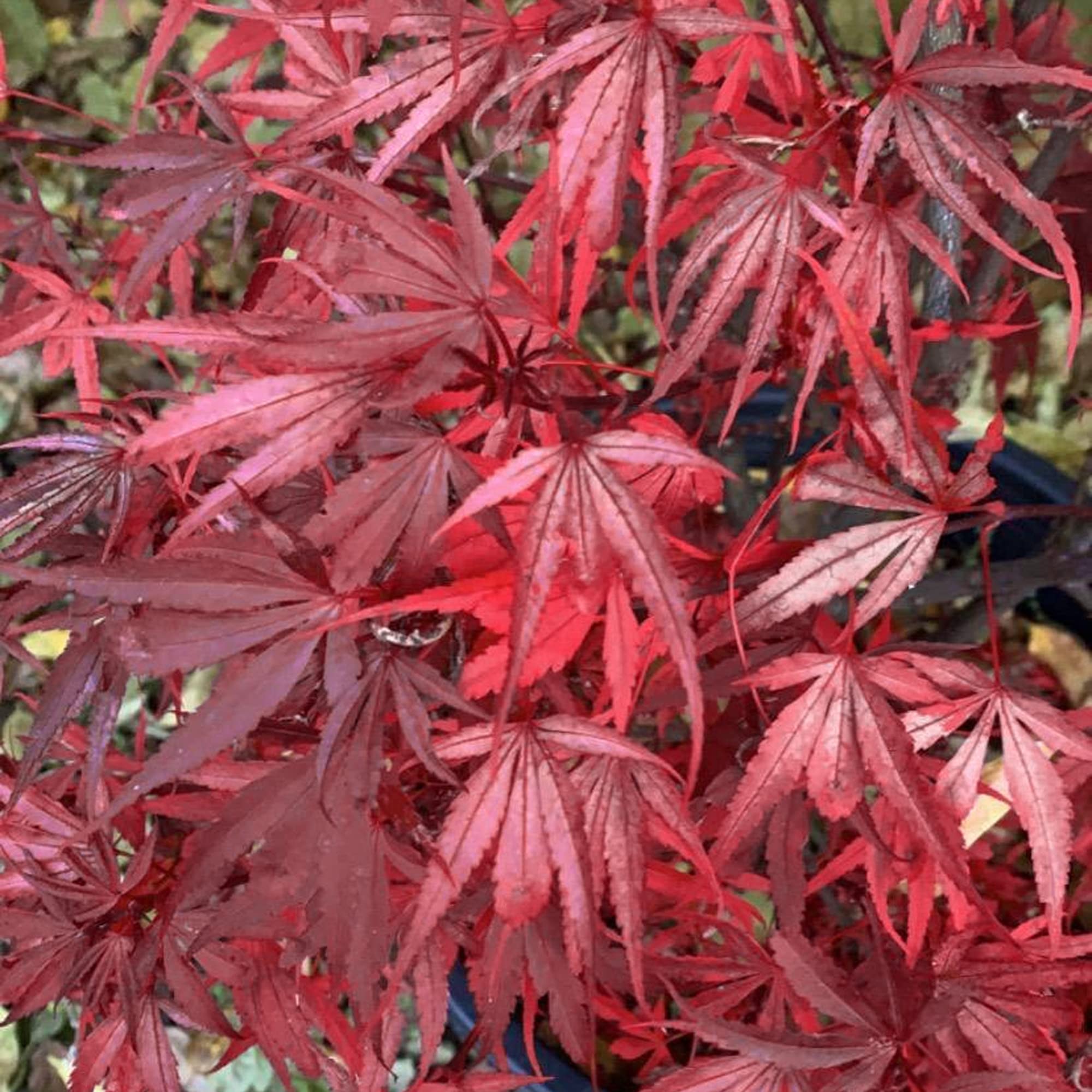 Buy Acer palmatum Shaina - Japanese le Tree | Large Outdoor Garden ...