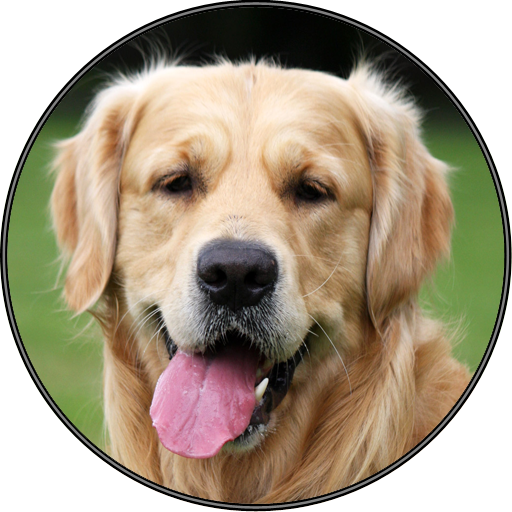 Cute Dog Puppy Sounds - App on Amazon Appstore