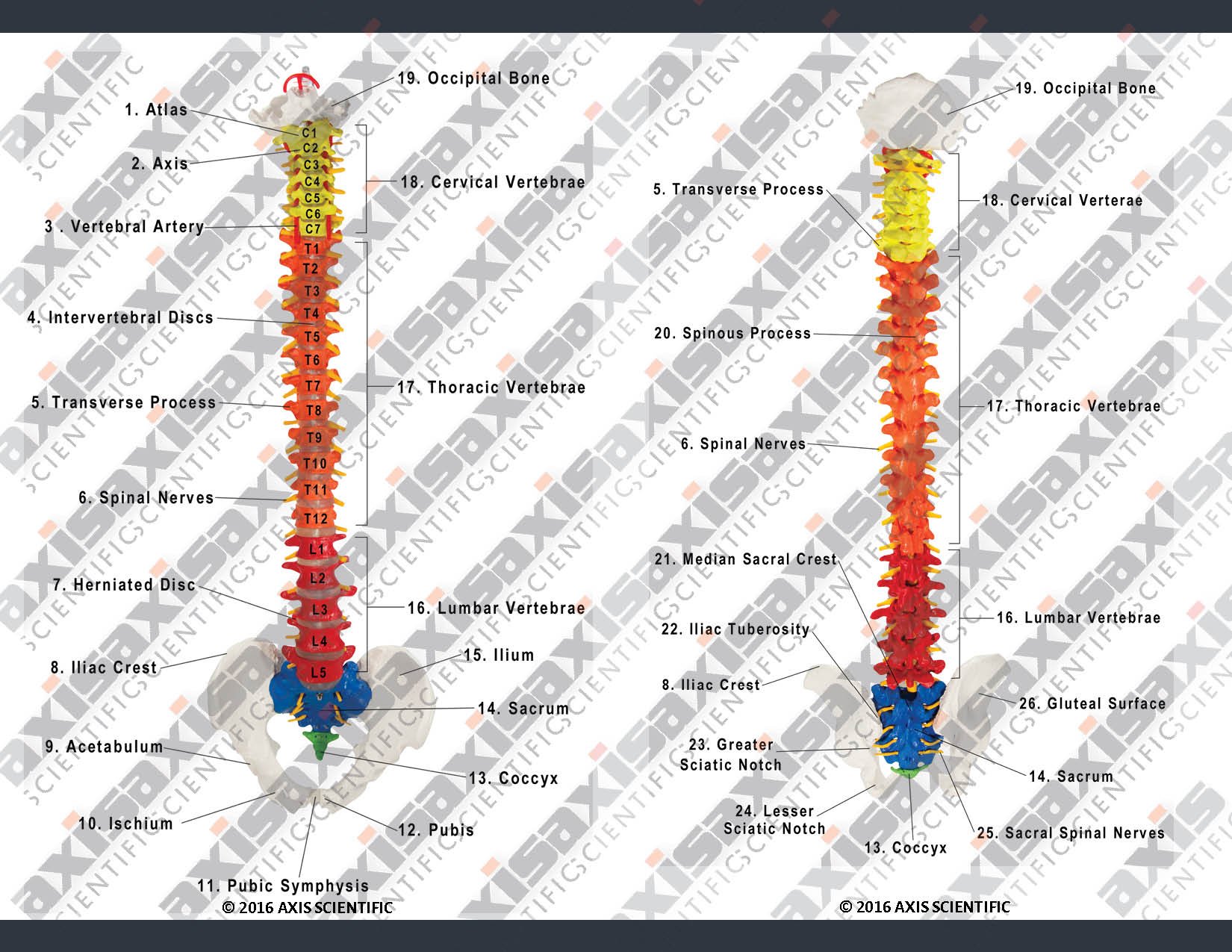 Buy Axis Scientific Flexible Spine Model, 31" Life Size Didactic Spinal ...