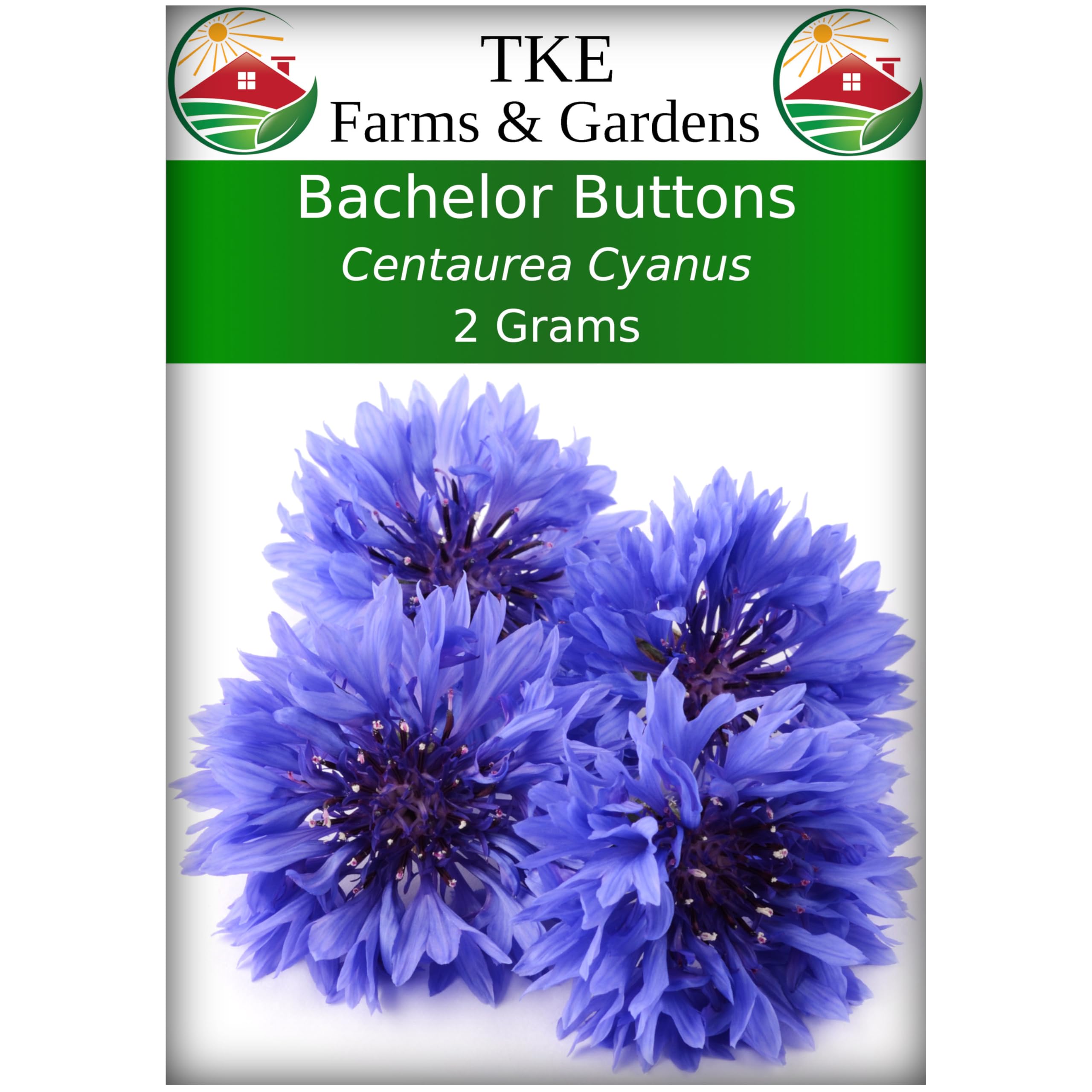 Amazon.com : TKE Farms & Gardens - Bachelor Buttons, Blue Cornflower ...