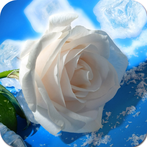 Flowers Wallpapers - App on Amazon Appstore