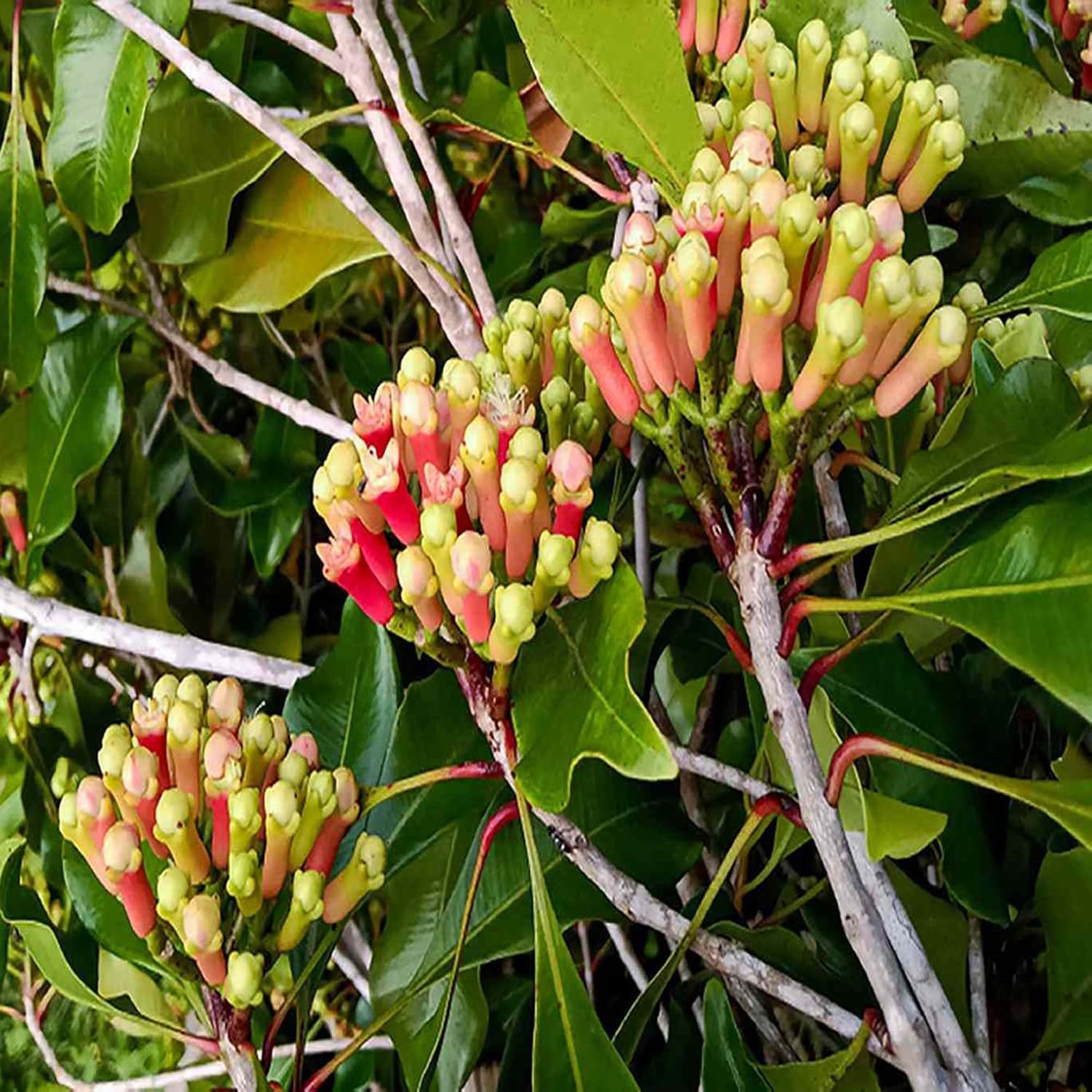 Clove Plantation In Kerala Buy Organic Cloves At Best Prices