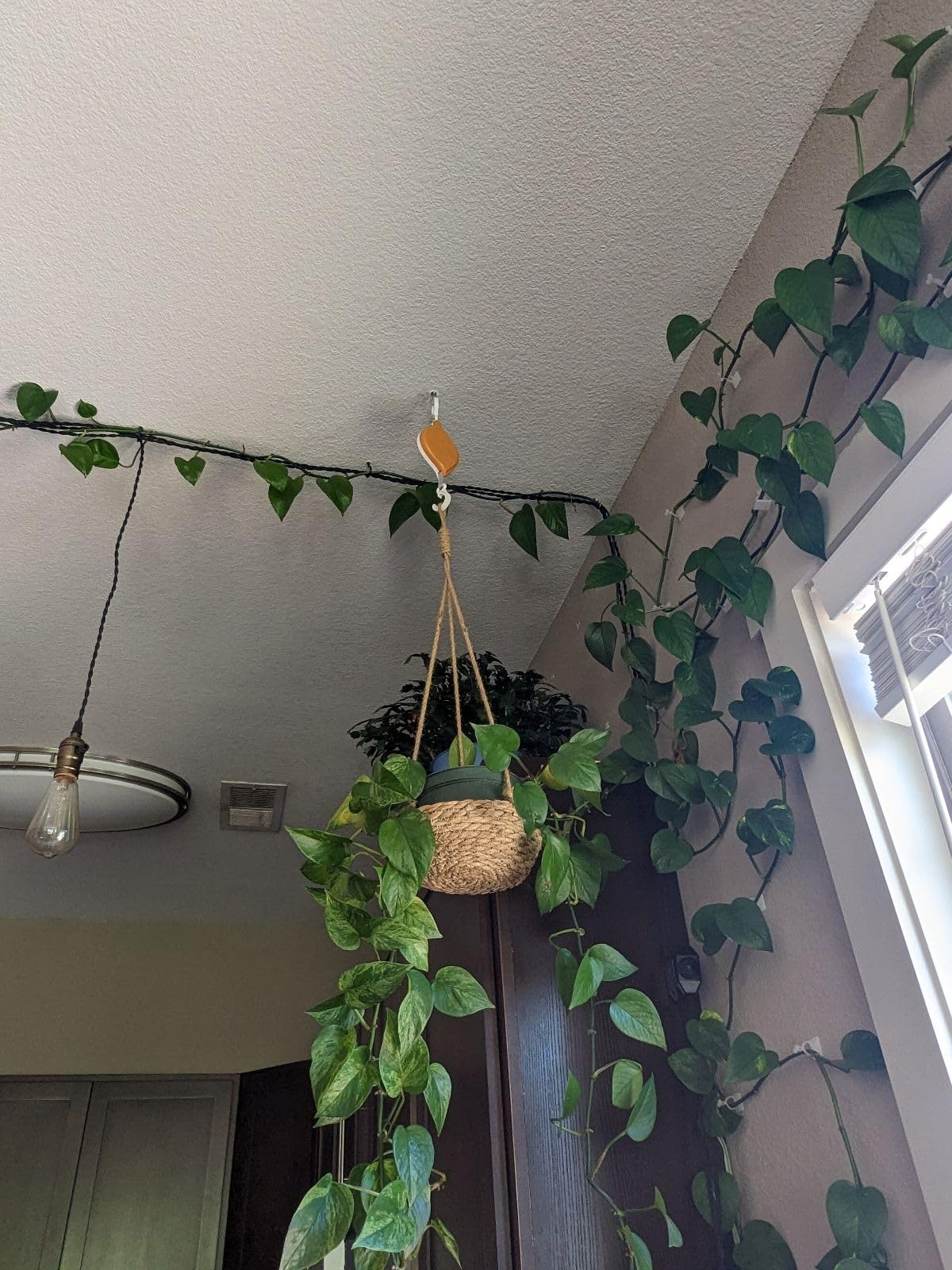 Amazon.com: xinhong Retractable Plant Pulleys for Hanging Plants, Easy ...