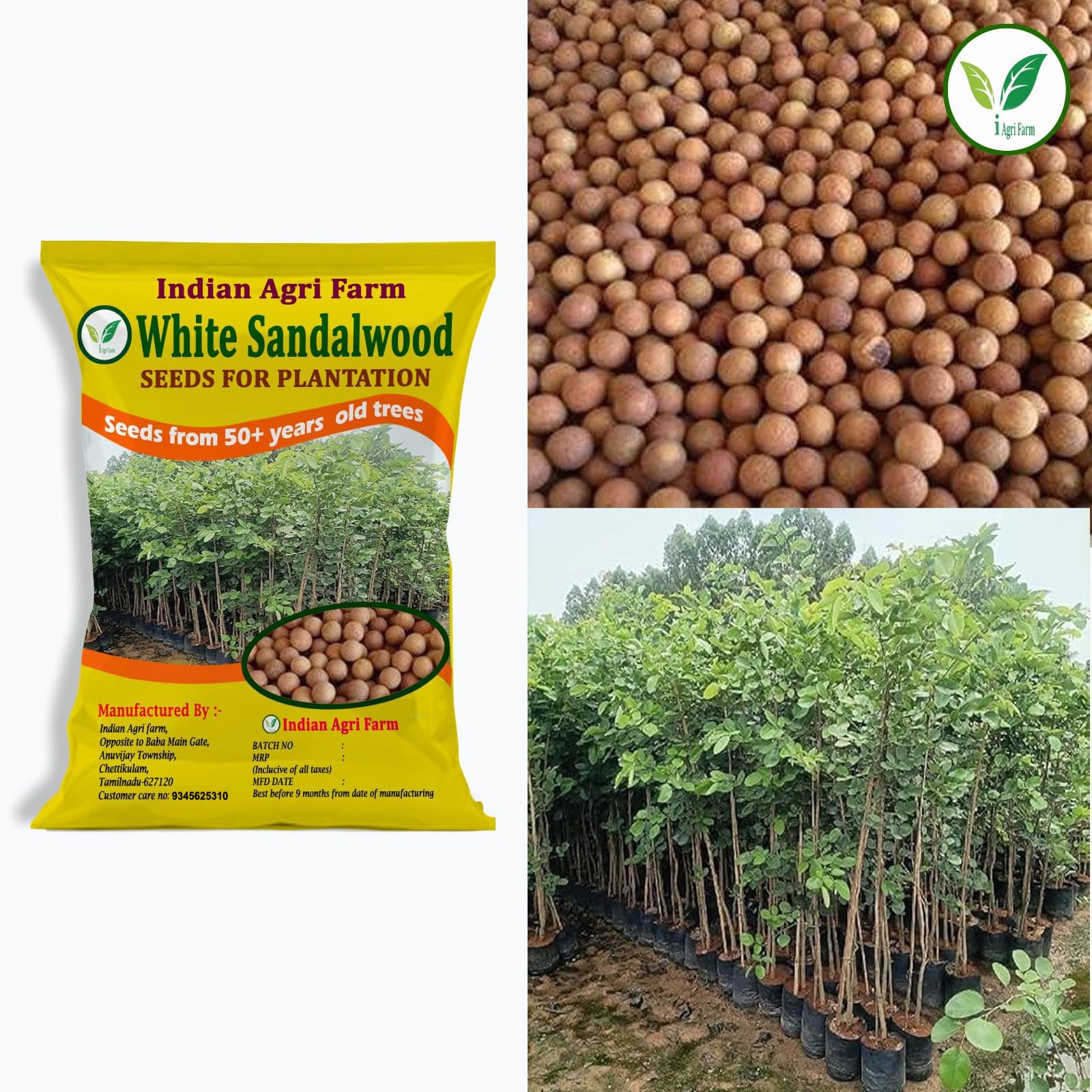 Indian Sandalwood Tree Seeds White Chandan Seeds Santalum Album Seeds