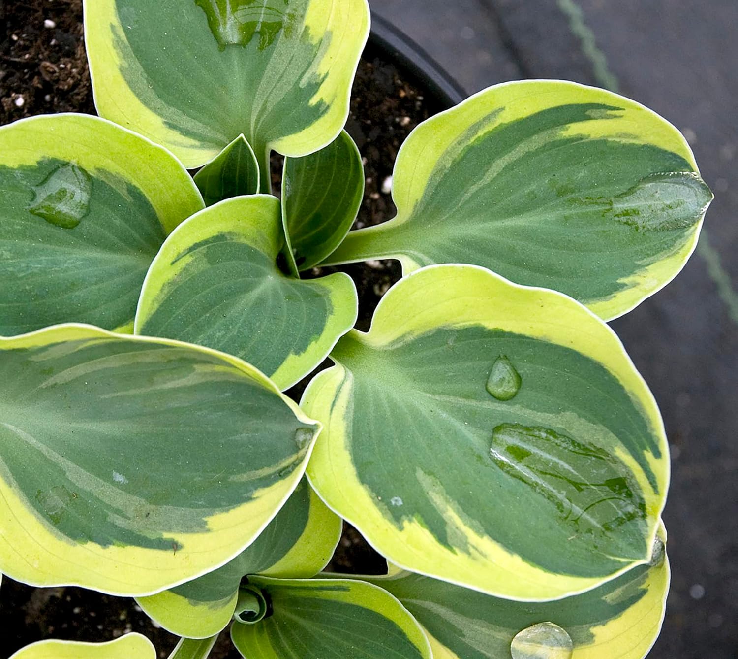 Amazon.com : Mini Mighty Mouse Hosta - Dwarf/Fairy Garden - 4" Pot ...