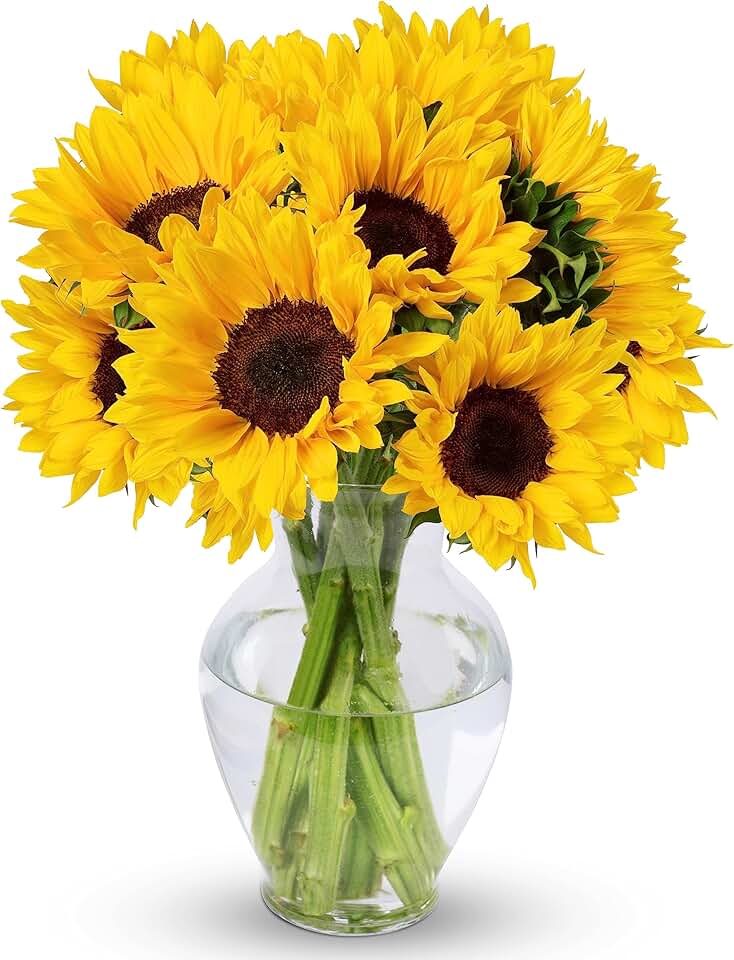 Amazon.com: Fresh Cut Sunflowers - Fresh Cut Sunflowers / Fresh Cut ...