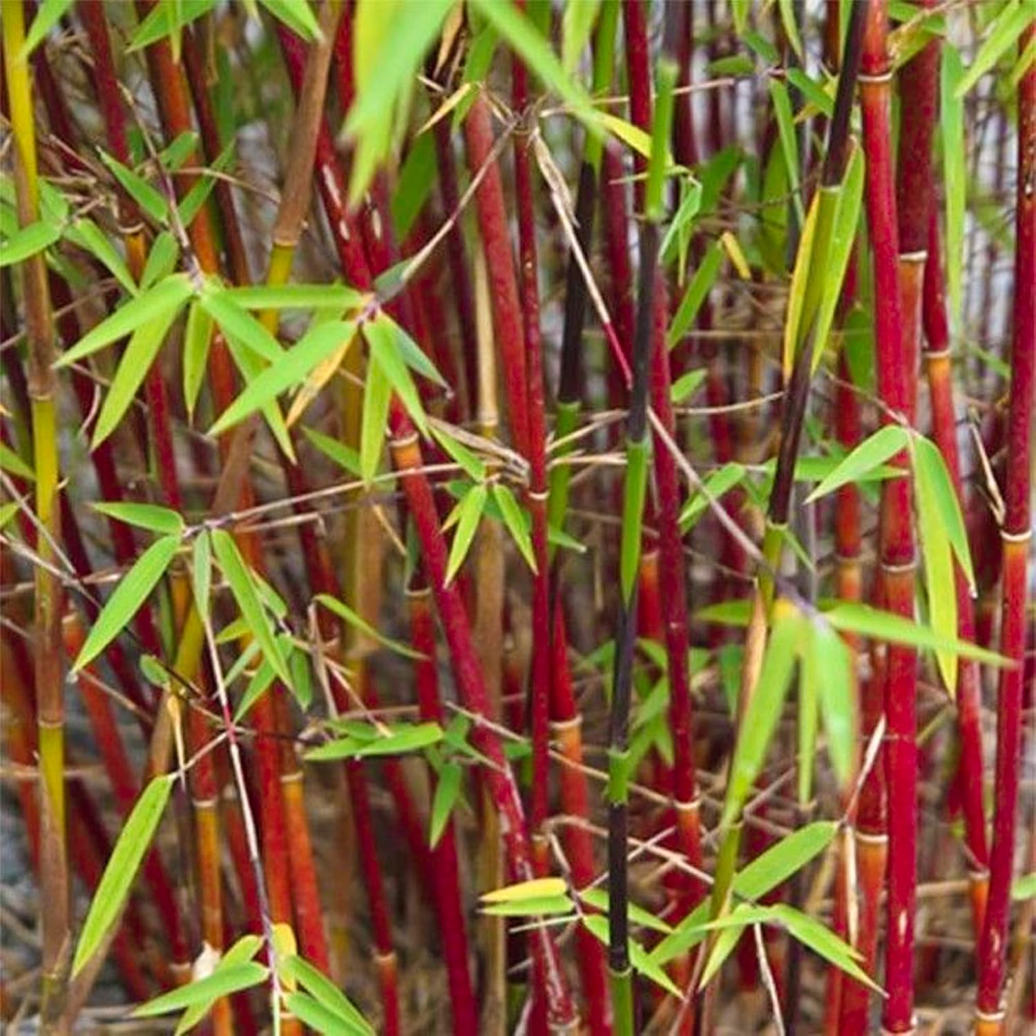 Fargesia Scabrida Asian Wonder | Hardy Low Maintenance Evergreen ...