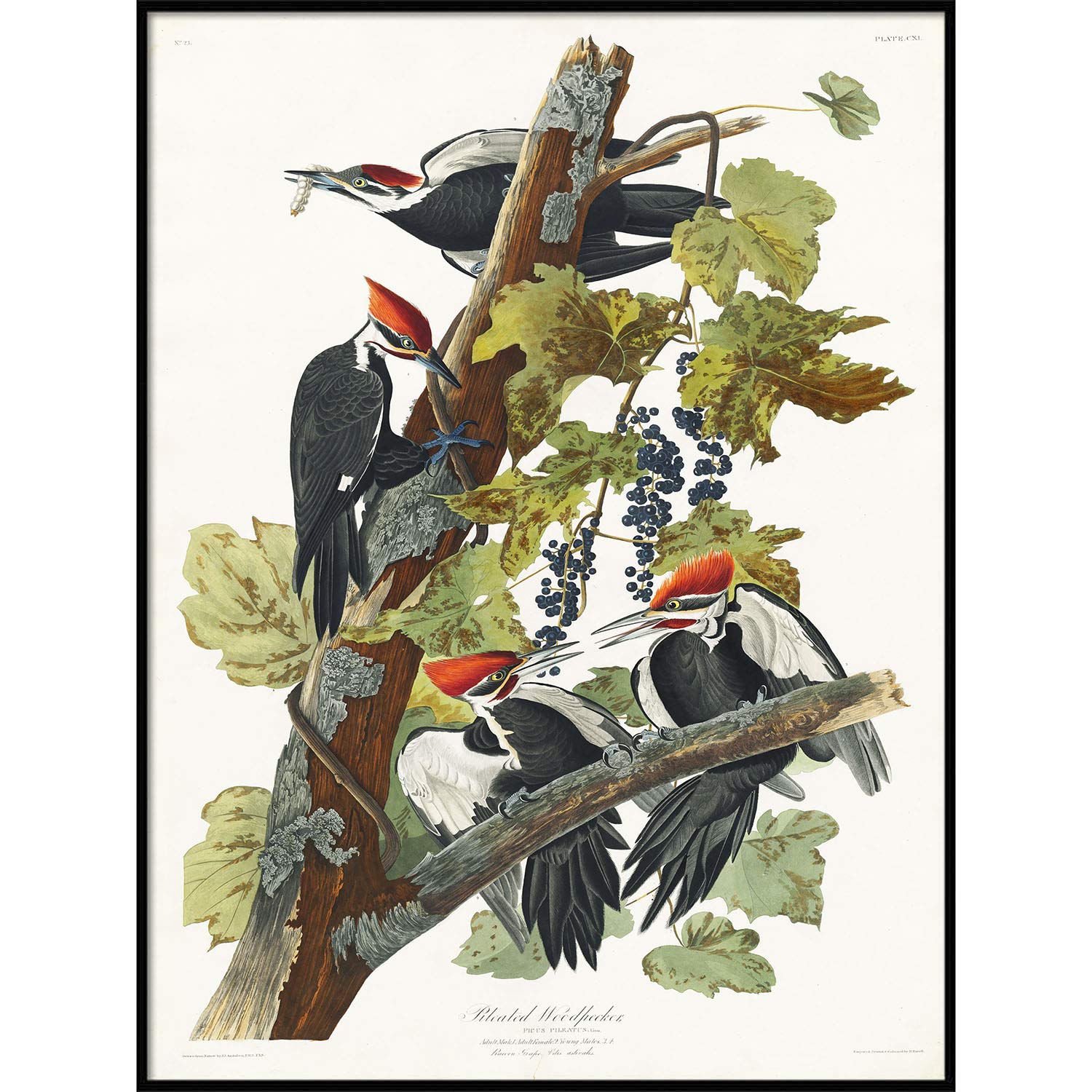 Pileated Woodpecker Drawing