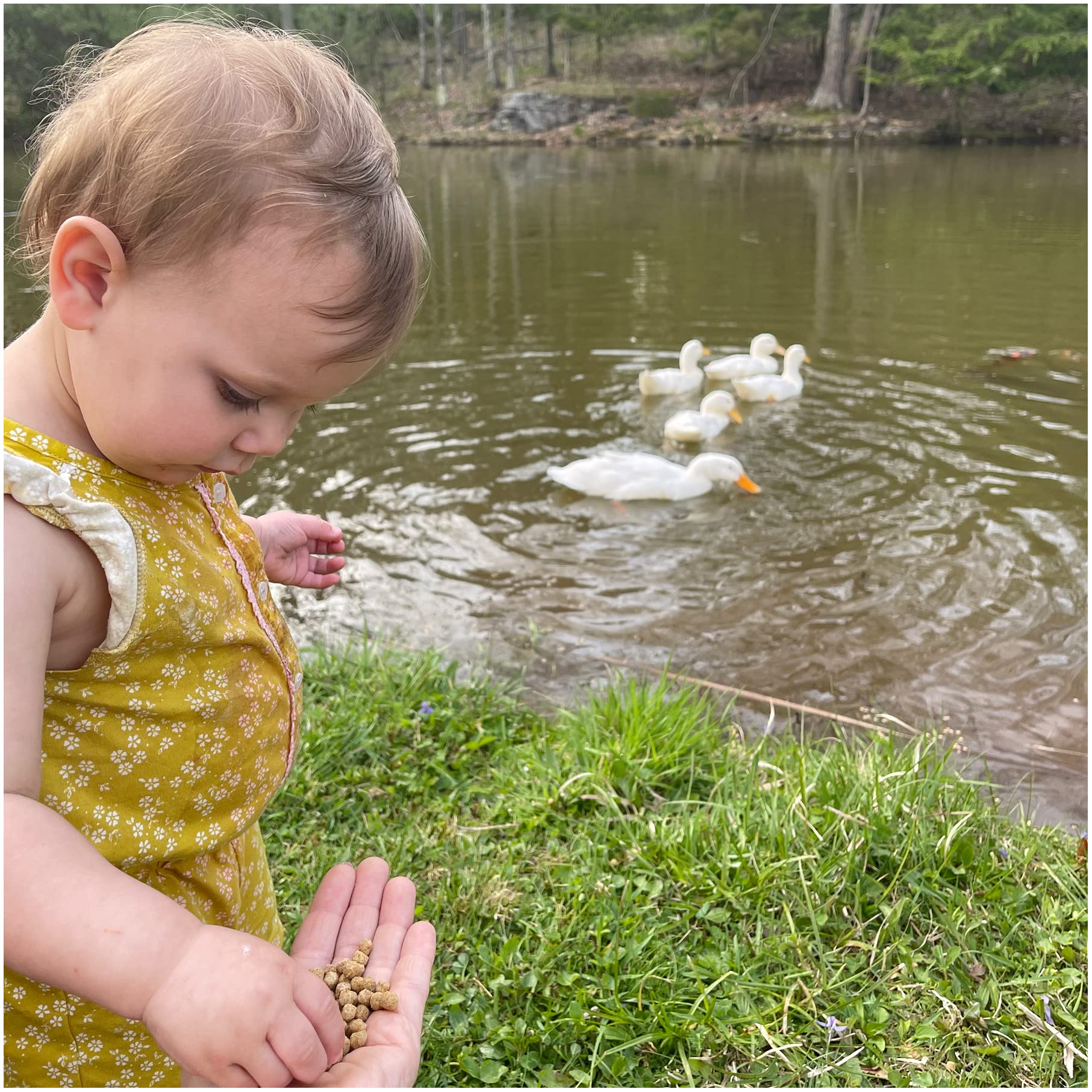 Waterfowl Feed | Floating Pellets for Duck, Swan, Goose | 20 lb Bag ...