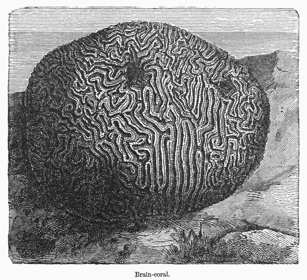 Brain Coral Diagram Brain Coral Pattern Design — Sophie Coleman