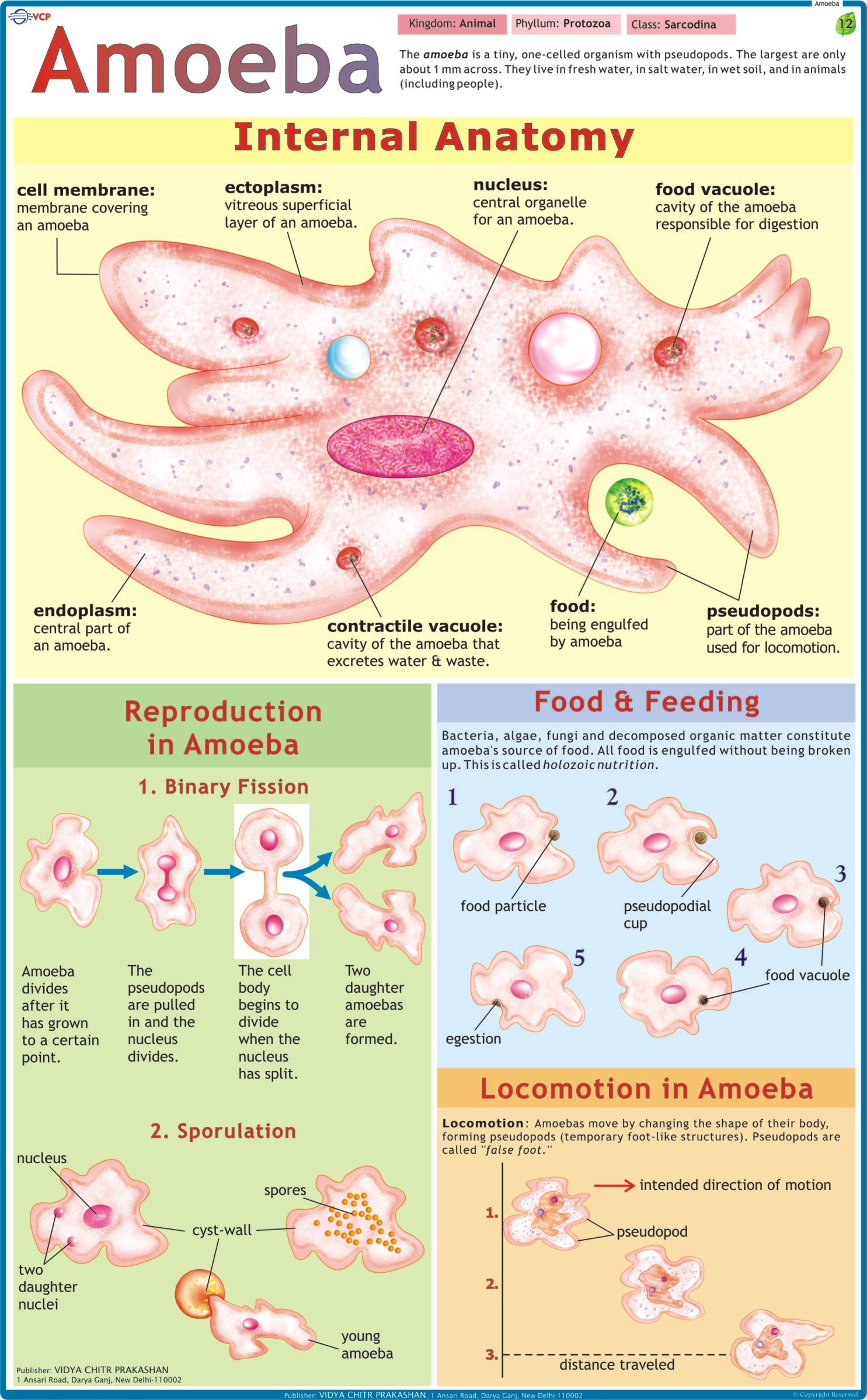 Buy Amoeba Chart Book Online at Low Prices in India | Amoeba Chart ...