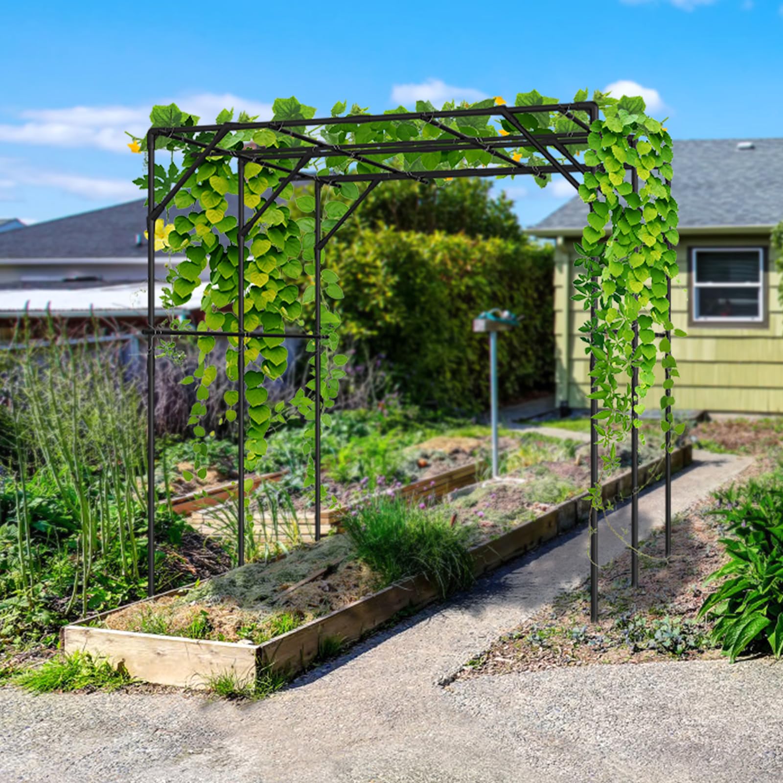 Large Overhead Trellis For Vine Plants