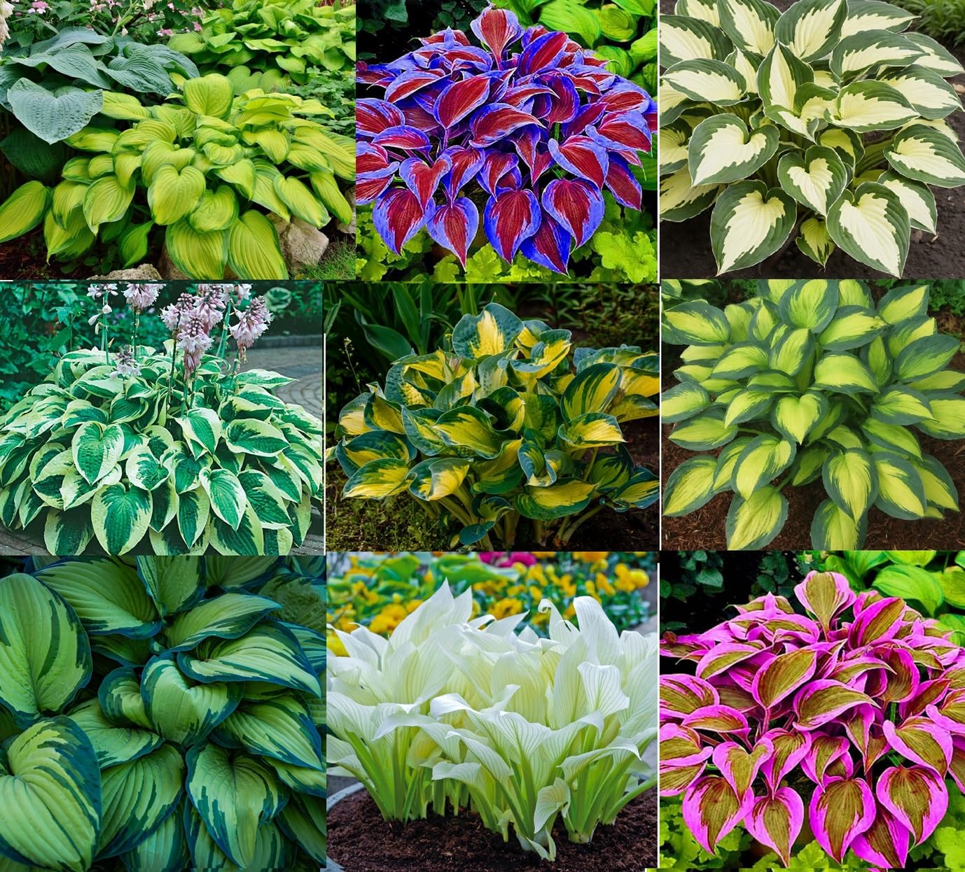 Amazon.com : 10 Mixed Color Hosta Plant Roots for Growing - Growers ...