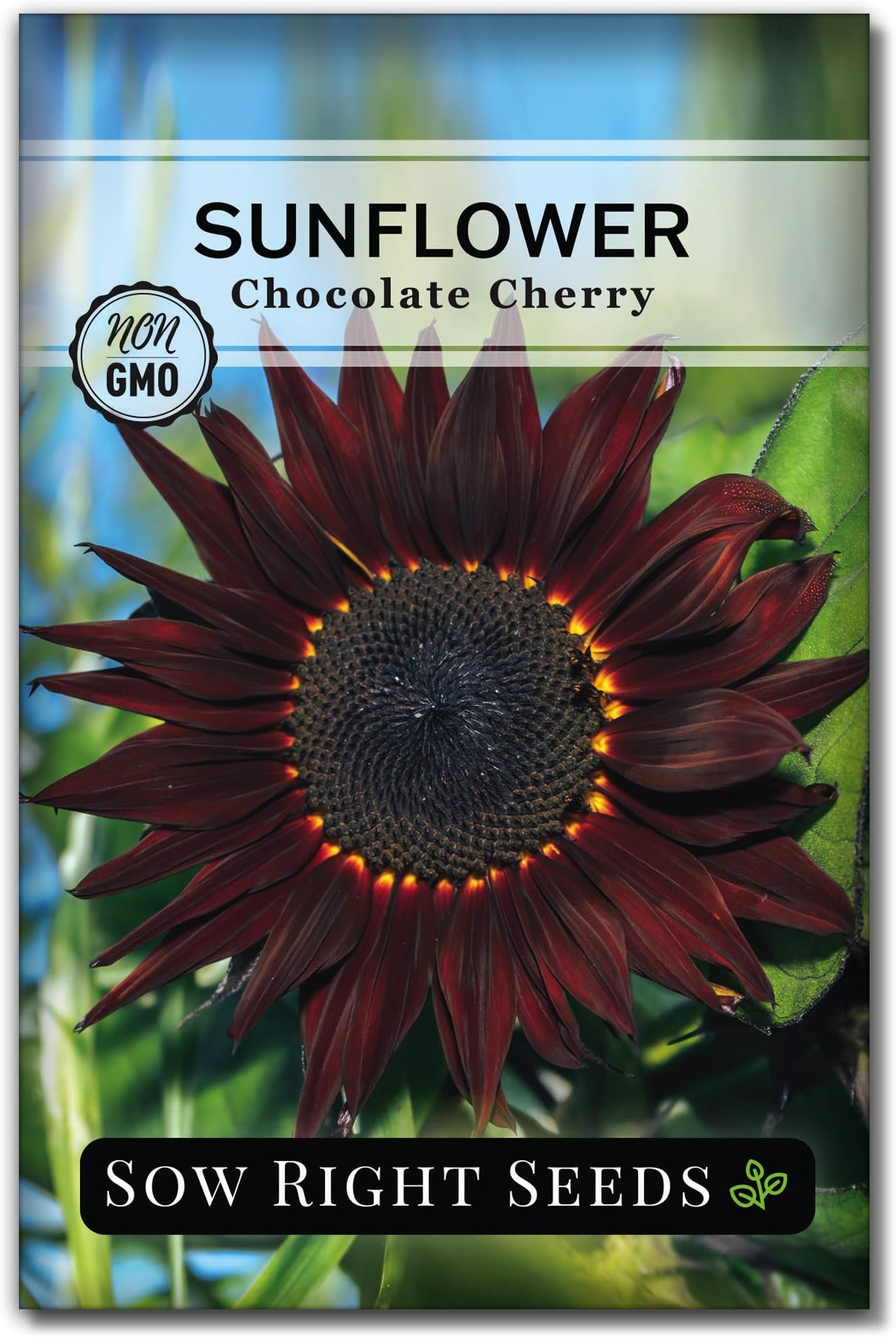 Amazon.com : 300+ Chocolate Cherry Sunflower Seeds for Planting Grow ...