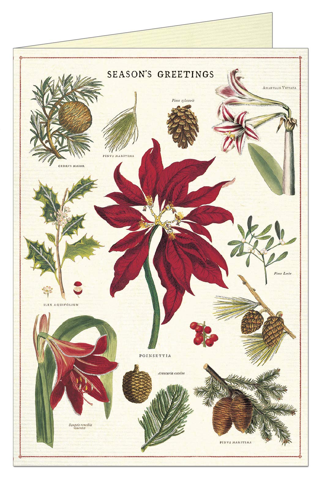 Amazon.com: Cavallini Papers Christmas Botanica Boxed Notes, Multicolor ...