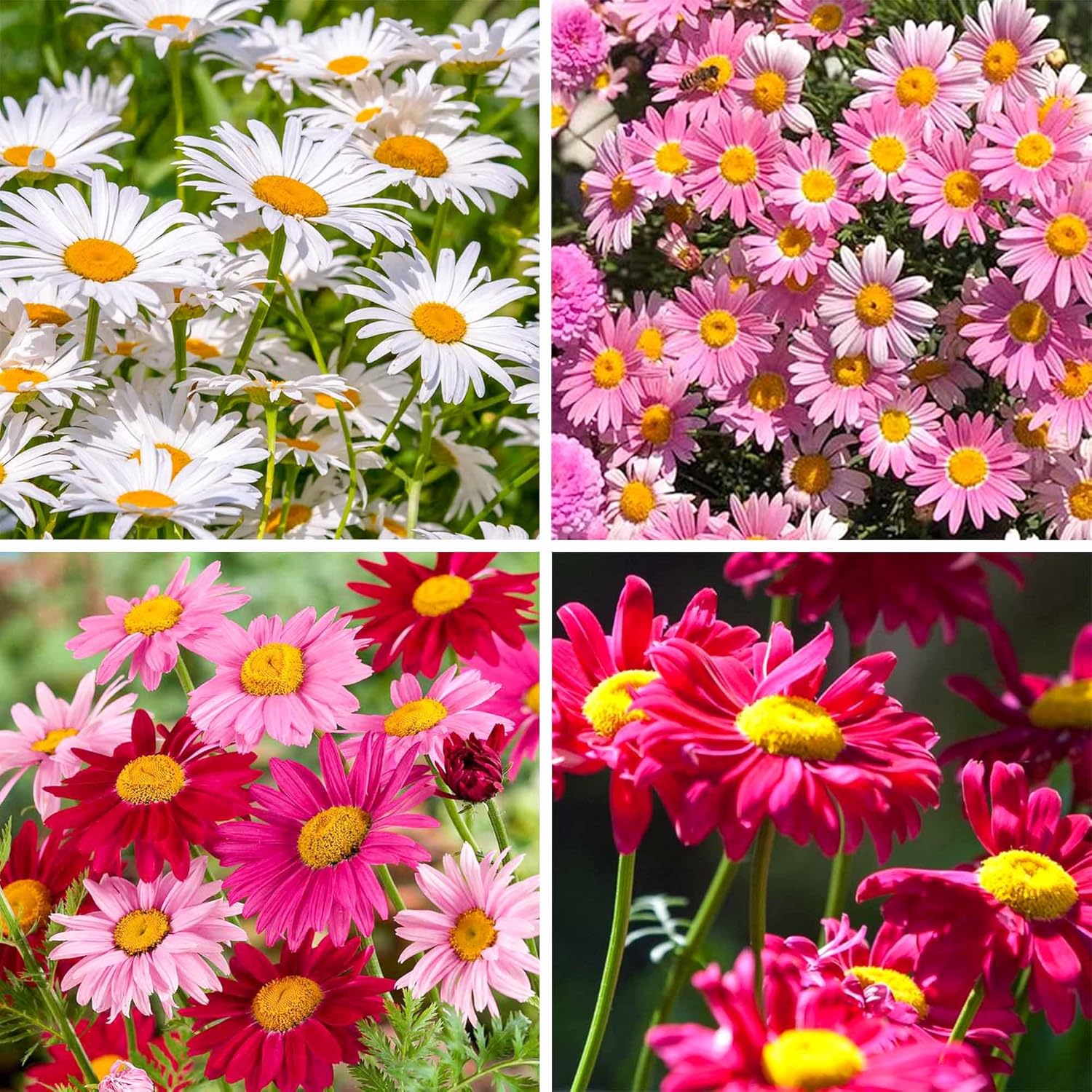 Amazon.com : Dichmag 1000+ Pyrethrum Tanacetum Chrysanthemum Robinson's ...