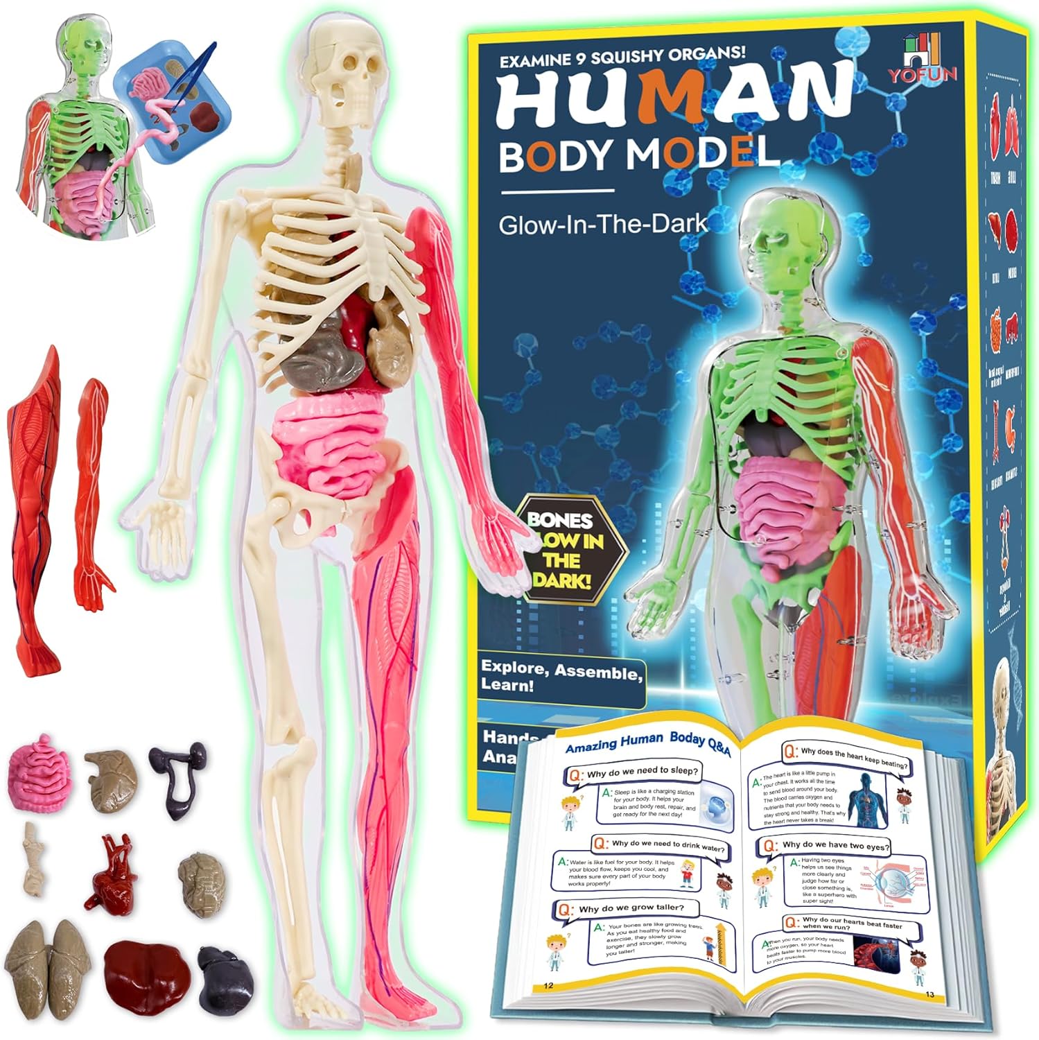 Amazon.com: YOFUN Human Body Skeleton Model Kits for Kids,Interactive ...