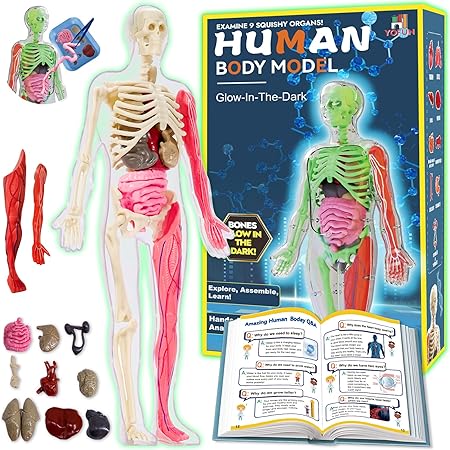 Amazon.com: YOFUN Human Body Skeleton Model Kits for Kids,Interactive Anatomy Science Kit ...
