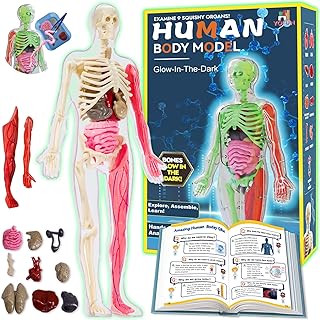 Blood's Journey: A Step-By-Step Guide Through The Body | QuartzMountain