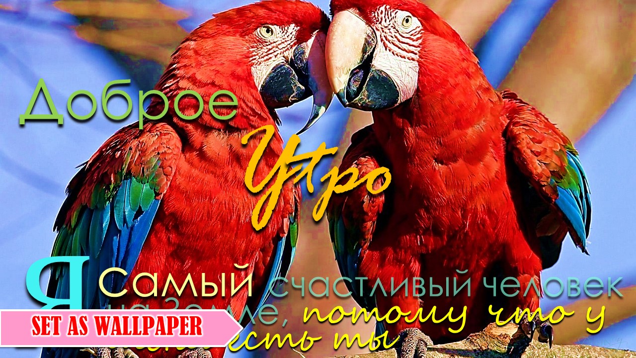 Russian Good Morning Afternoon Night Greeting cards - App on Amazon ...