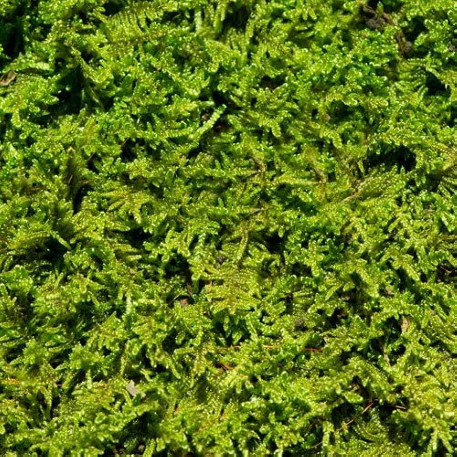 Amazon.com : Living Moss - Fresh Sheet Moss Perfect for Terrariums and ...