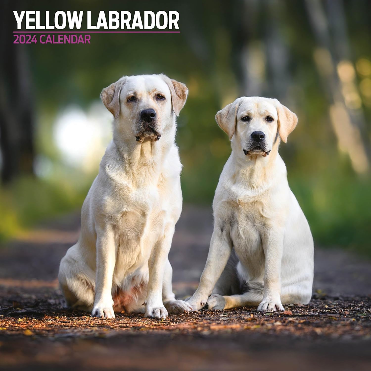 Labrador Yellow Traditional 2024 Calendar : Amazon.co.uk: Stationery ...