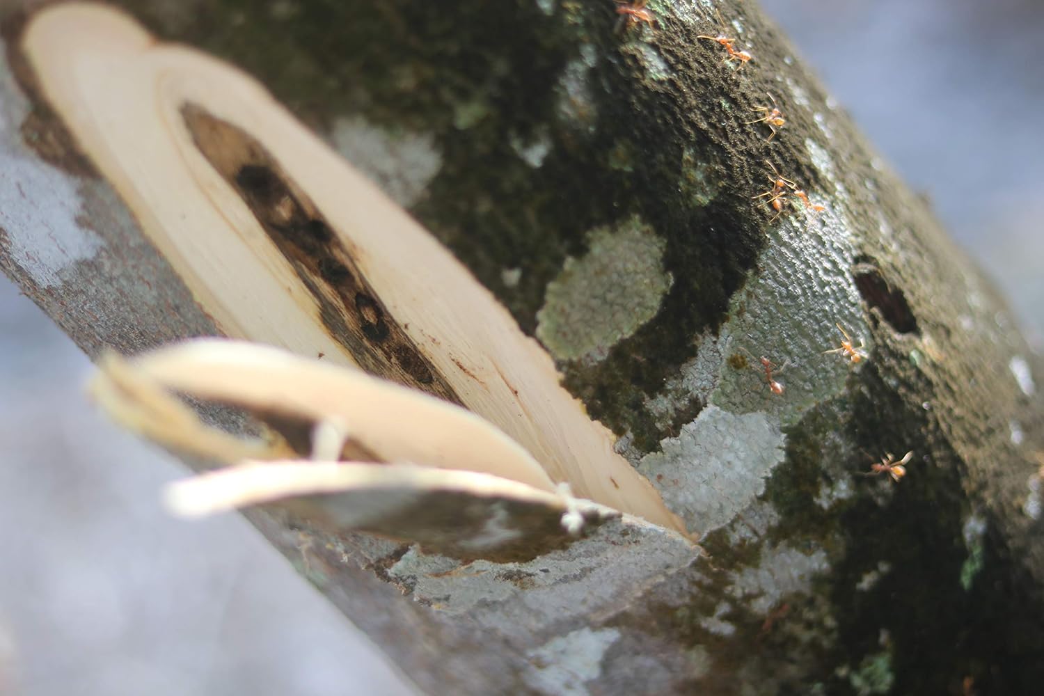 Buy Neotea Agil | Akil kattai | Eagle Wood | Agar Wood | Aloe Wood ...