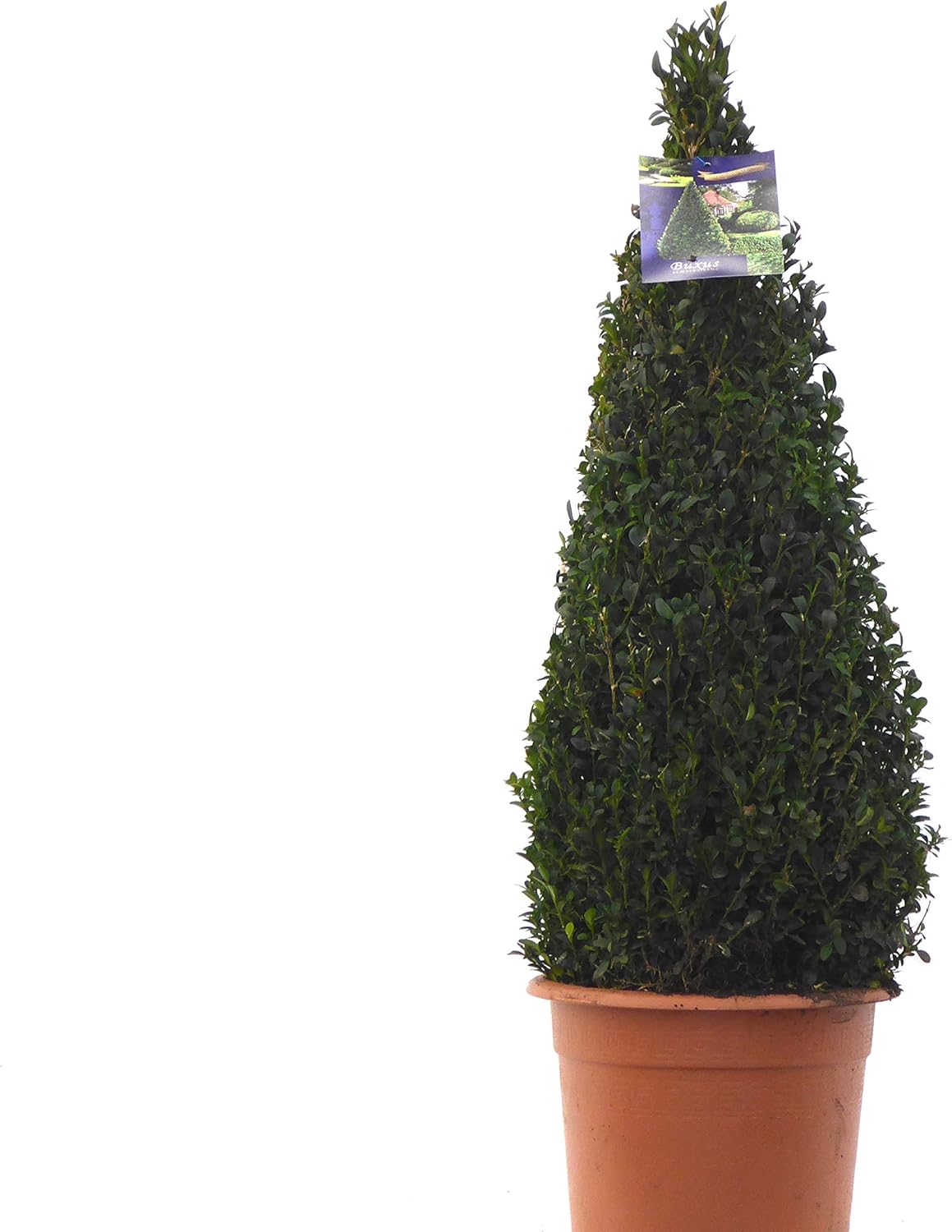 Buxus Sempervirens Pyramid Topiary Shaped Plant Supplied 80cm Tall in 7 ...
