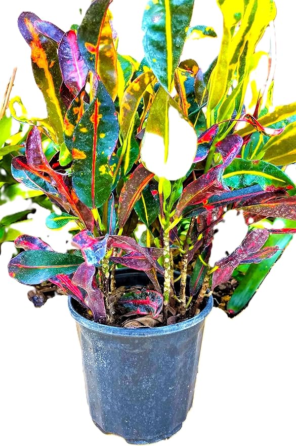 Amazon.com : Corkscrew Mammy Croton Codiaeum variegatum 20 inch Plant ...