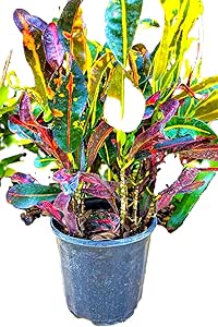 Amazon.com : Corkscrew Mammy Croton Codiaeum variegatum 20 inch Plant ...