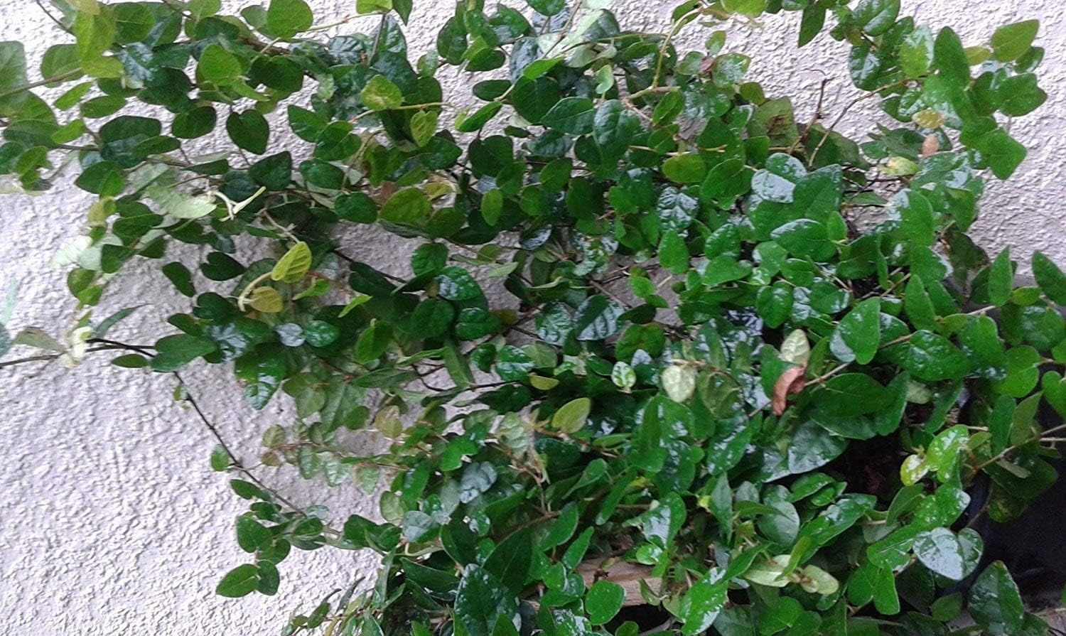 Amazon.com : Creeping Fig Plant Ficus Pumila Climbing Vine - 60 Live ...
