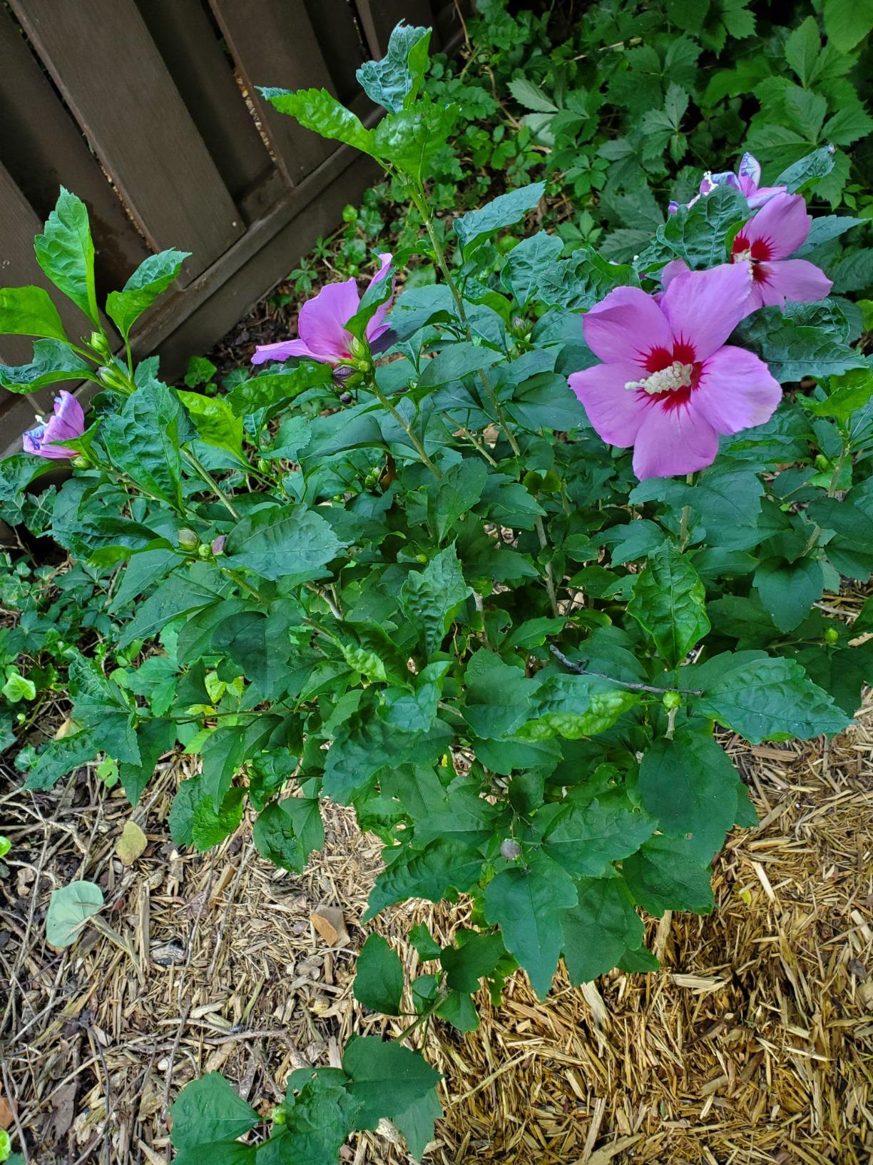Amazon.com: Premier Plant Solutions 20450 Proven Winners Rose of Sharon ...