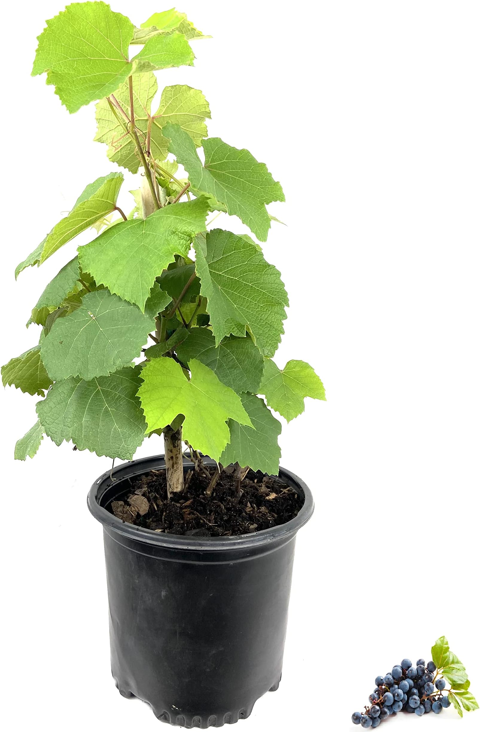 Amazon.com : 1 Concord Seedless Live Grape Plant - 1-2 Year Old ...