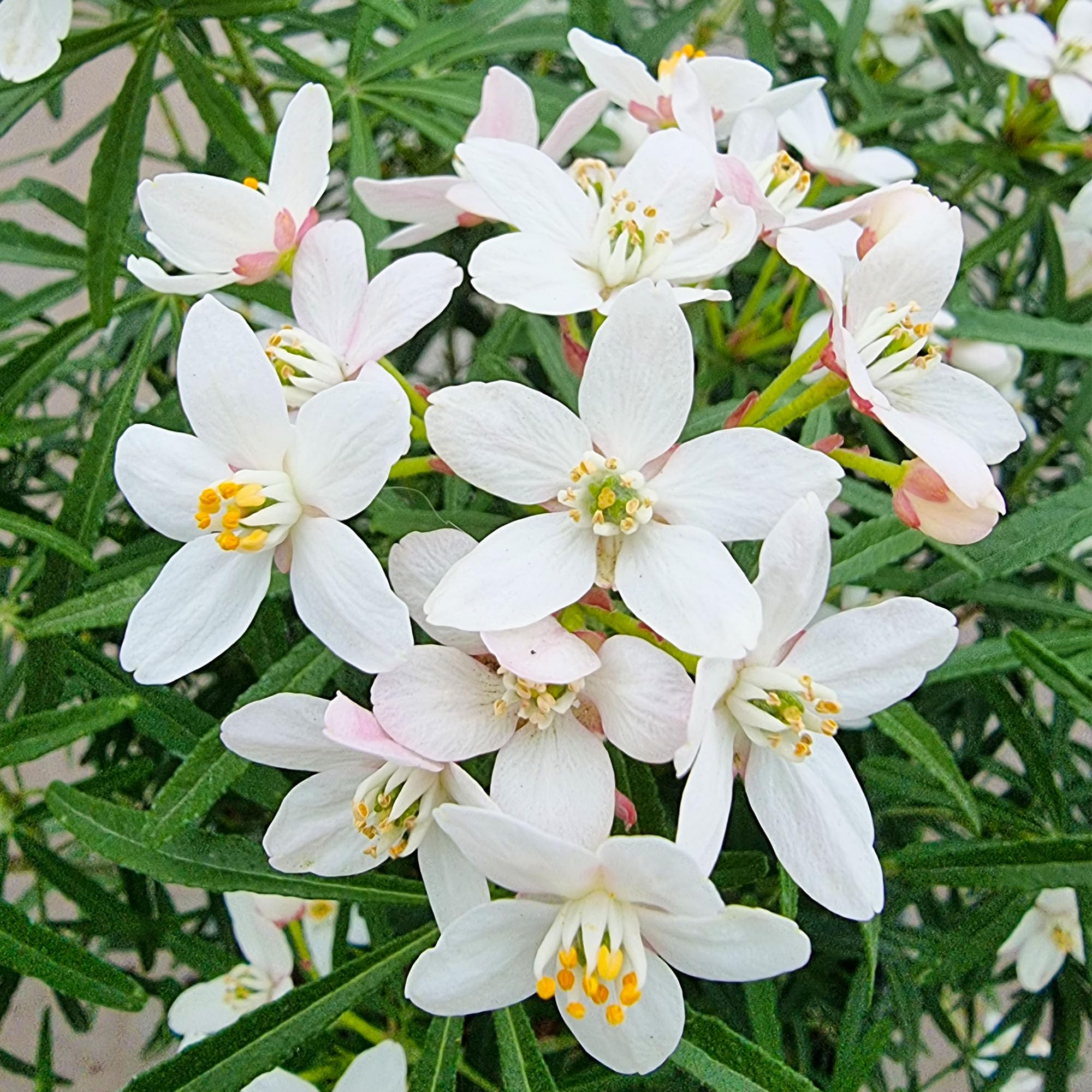 Choisya Scented Gem | Mexican Orange Blossom | Evergreen Plants Outdoor ...