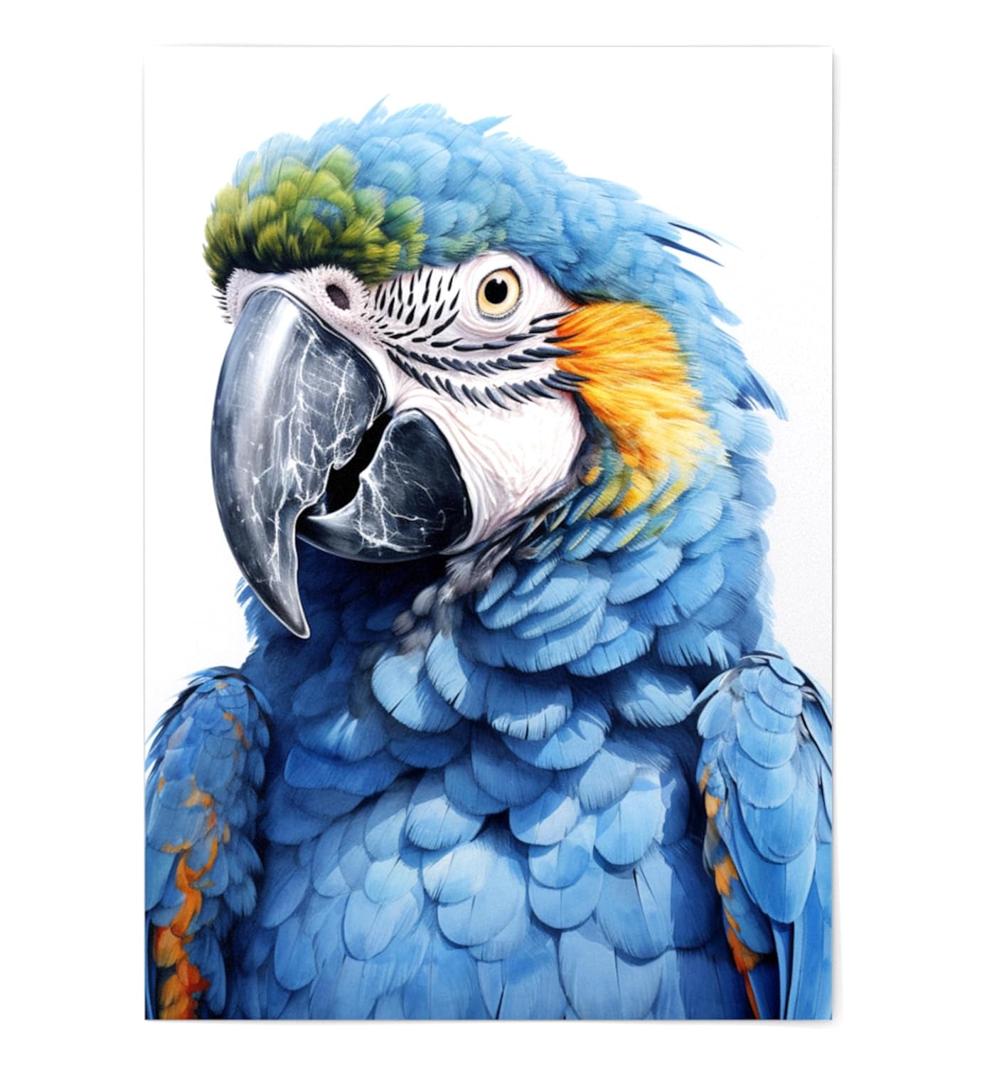 Amazon.com: Blue Macaw Parrot Wall Art Print - Parrot Poster ...