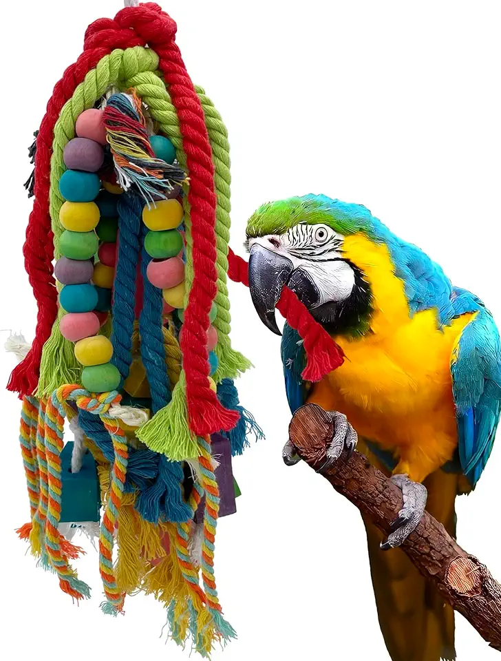 Understanding The Hahns Macaw: An Exquisite Parrot Species | PetShun