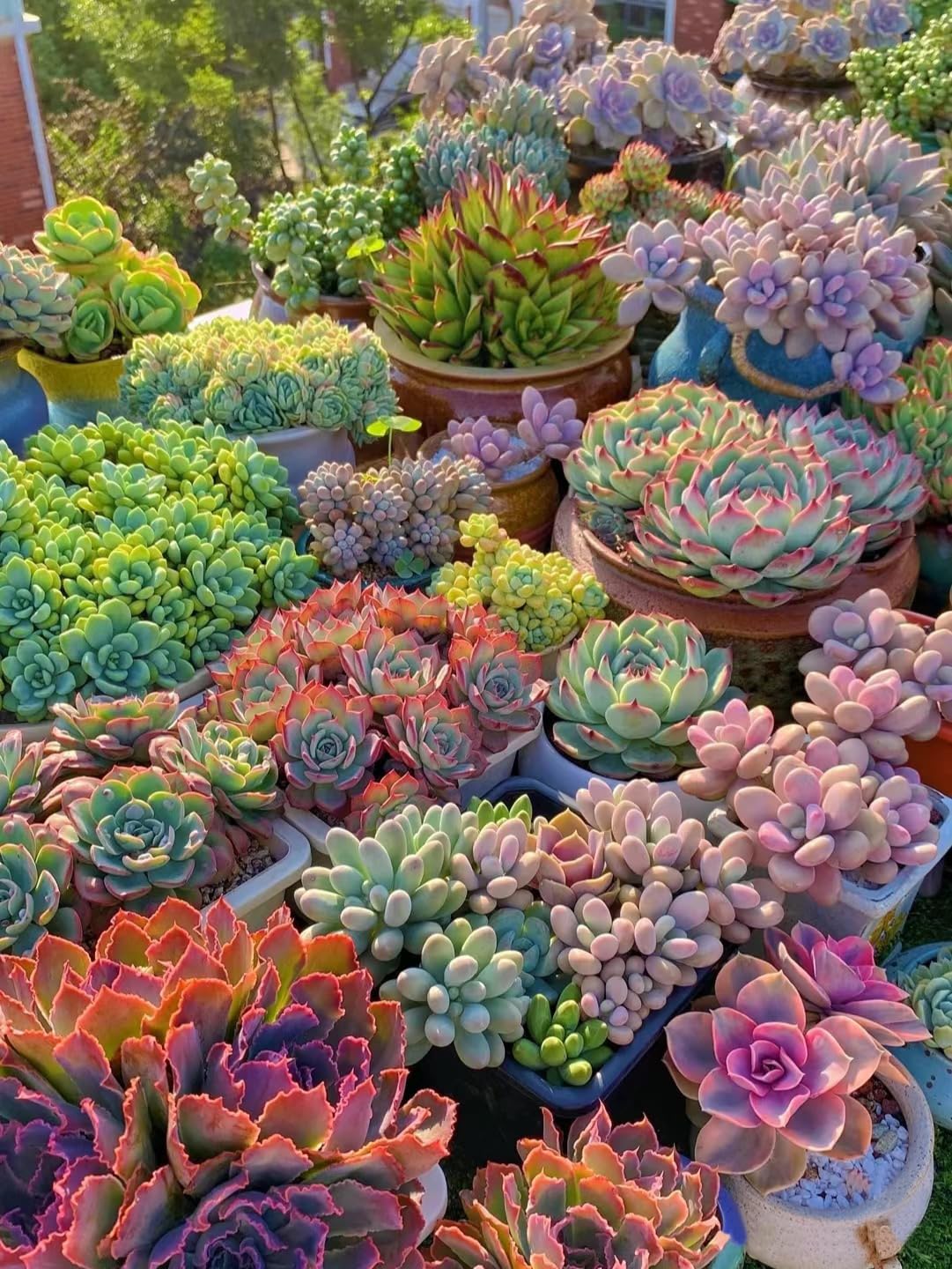 Amazon.com: 5D Succulents Diamond Art Kits for Adults Beginners - DIY ...