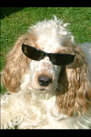 Yeah Dog! - App on Amazon Appstore