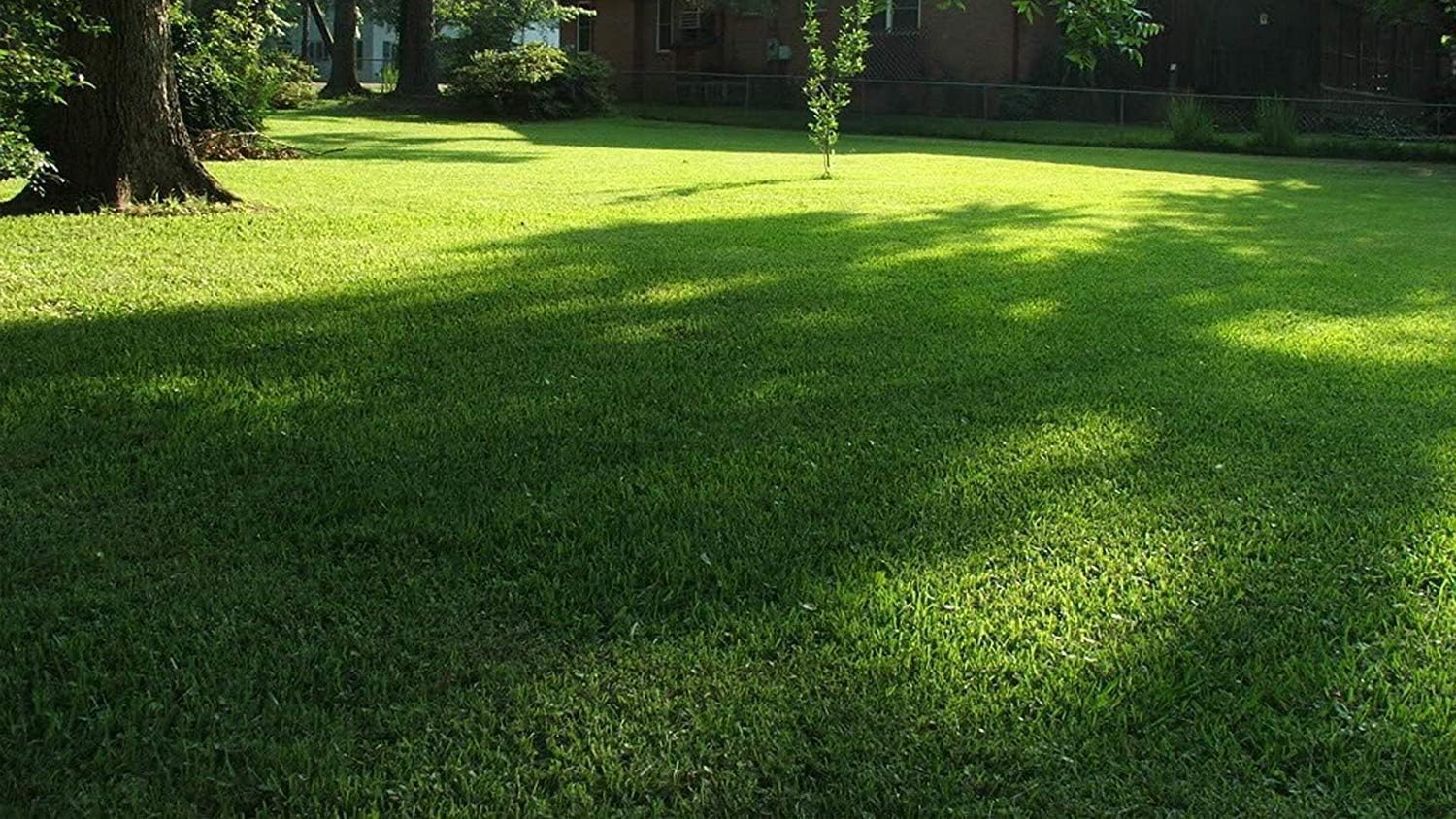 St. Augustine ‘Seville’ Sod – 54 tapones vivos, césped tolerante a la ...