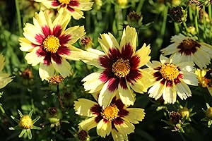 Amazon.com : Super Star Coreopsis Perennial - Live Plant - Quart Pot ...