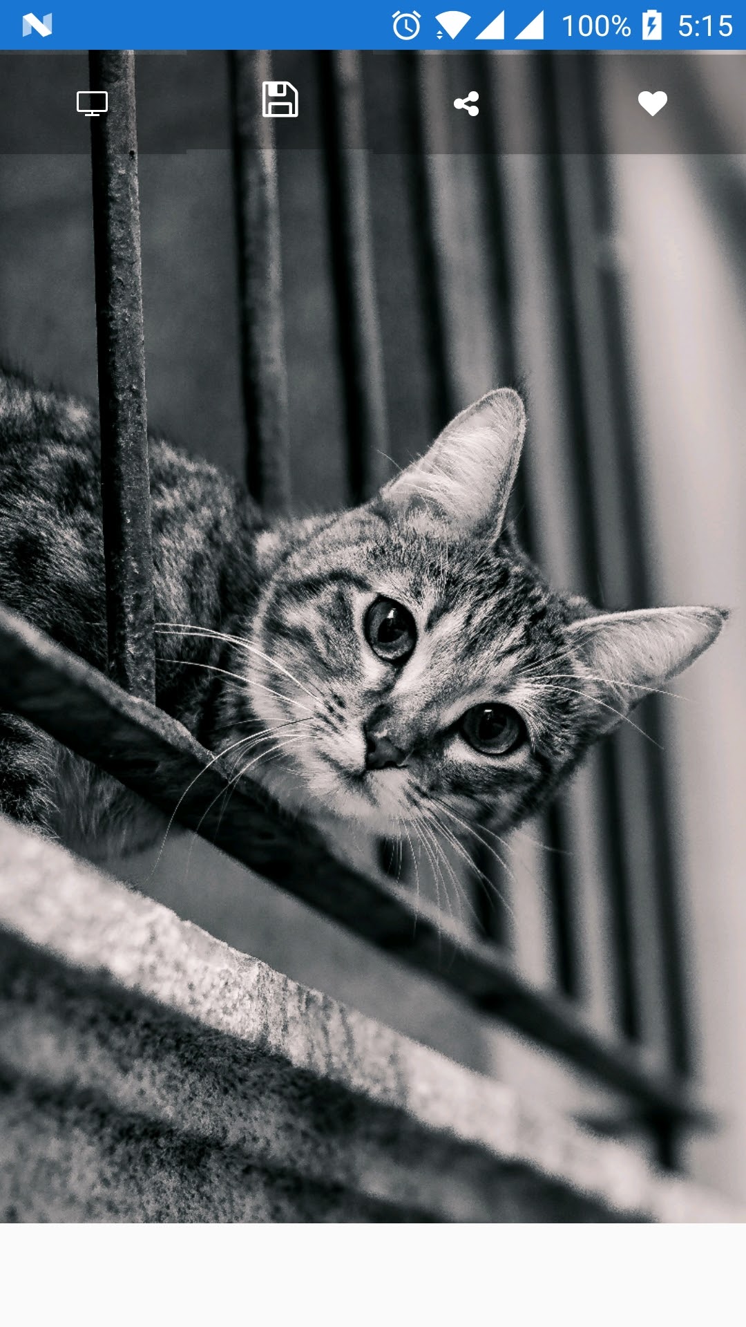 Cat Wallpaper HD - App on Amazon Appstore